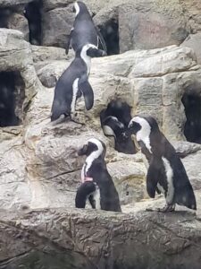 Aquarium Scavenger Hunt - LovingHomeschool.com