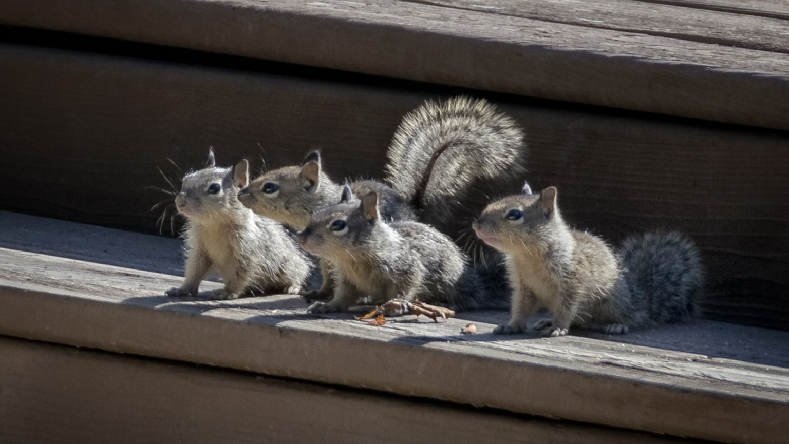 Squirrel Unit Study - LovingHomeschool.com