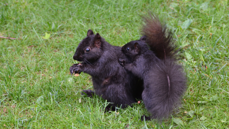 Squirrel Unit Study - LovingHomeschool.com