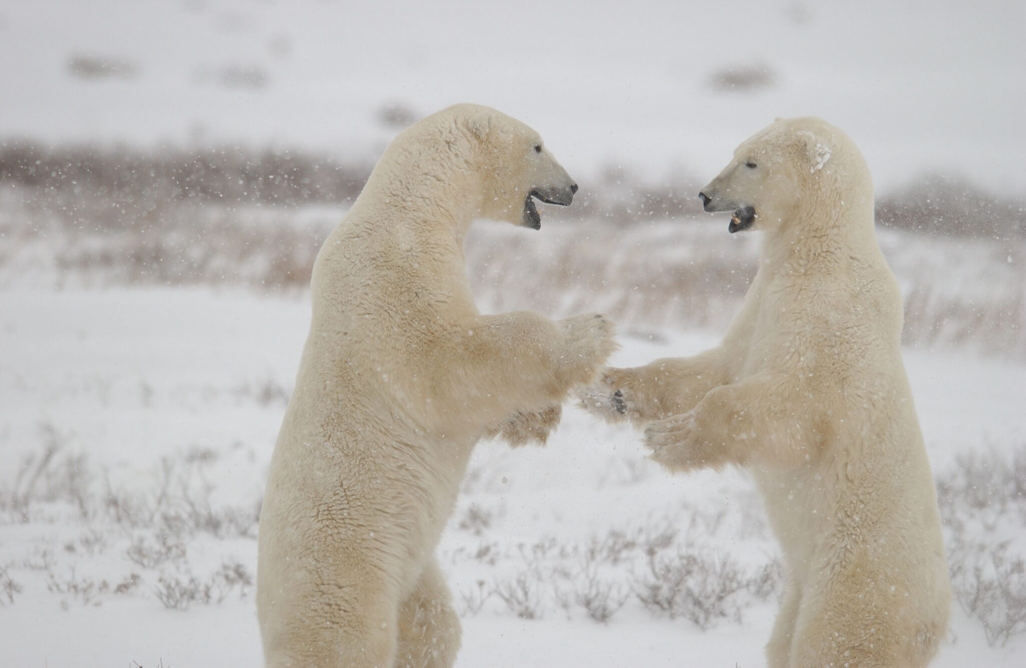Polar Bear Unit Study - LovingHomeschool.com