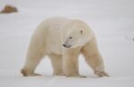 Polar Bear Unit Study - LovingHomeschool.com