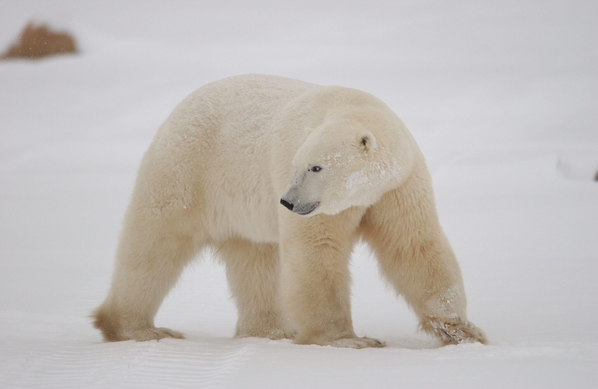 Polar Bear Unit Study - LovingHomeschool.com