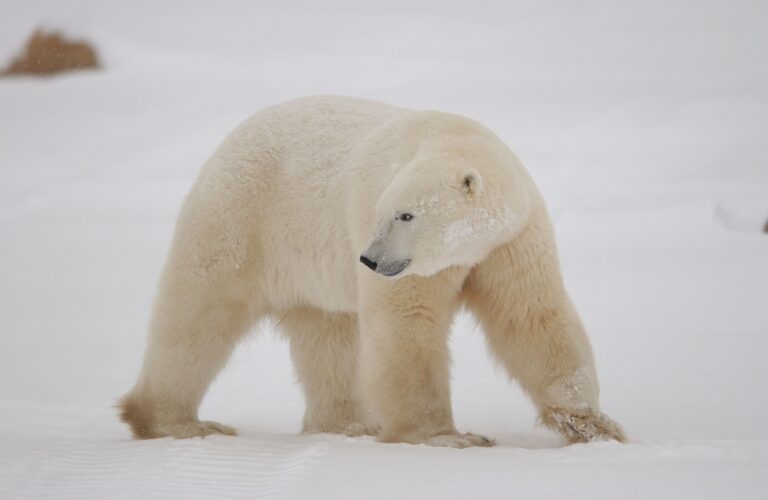 Polar Bear Unit Study - LovingHomeschool.com