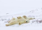Polar Bear Unit Study - LovingHomeschool.com