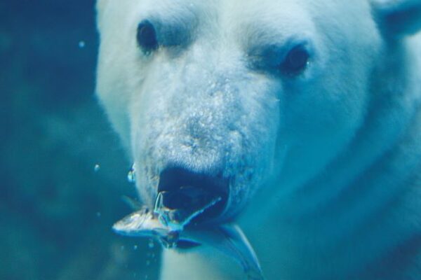 Polar Bear Unit Study - LovingHomeschool.com