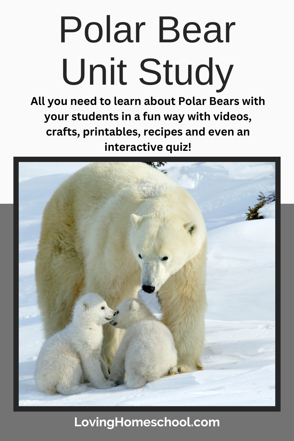 Polar Bear Unit Study - LovingHomeschool.com