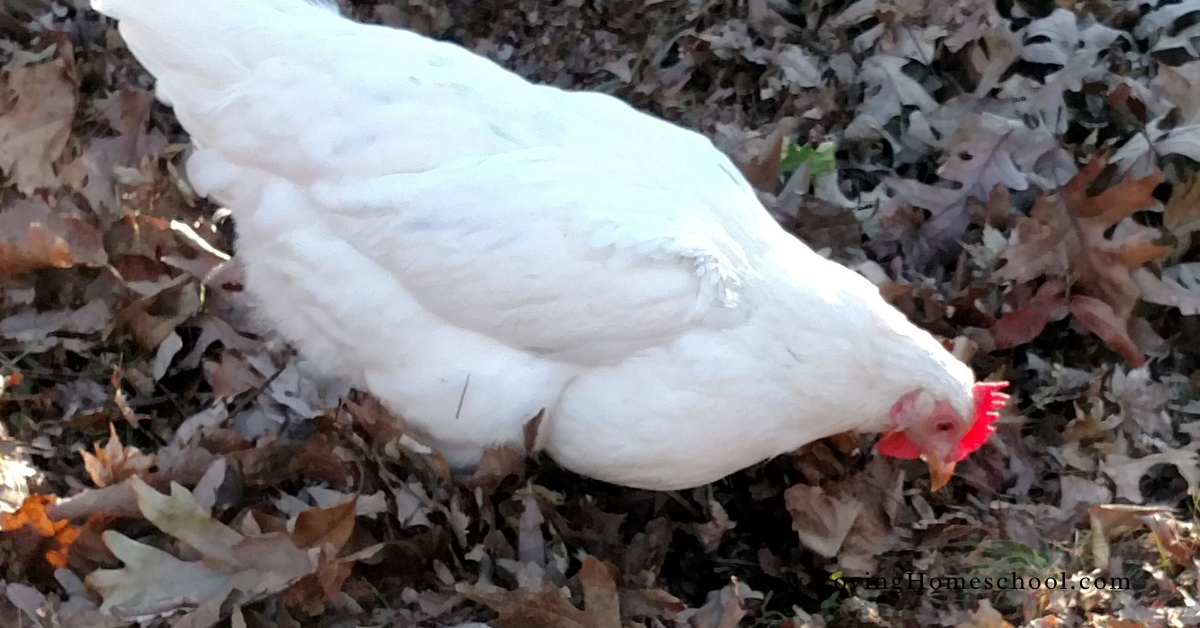 Chickens Eat Snakes!? - LovingHomeschool.com