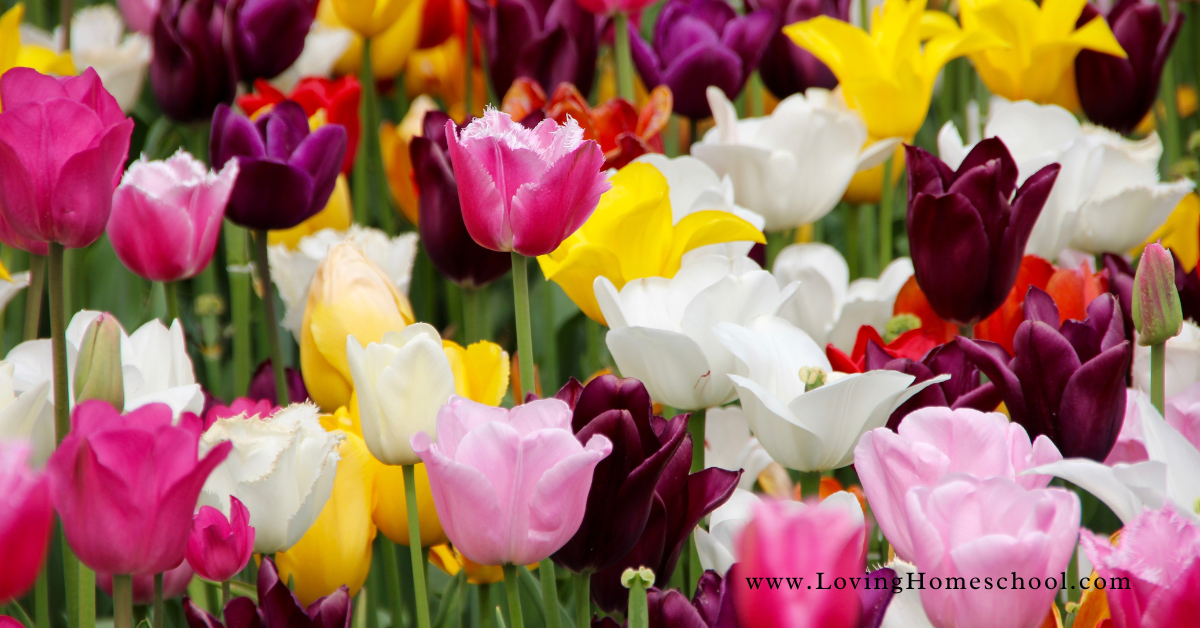 Spring Nature Scavenger Hunt - LovingHomeschool.com