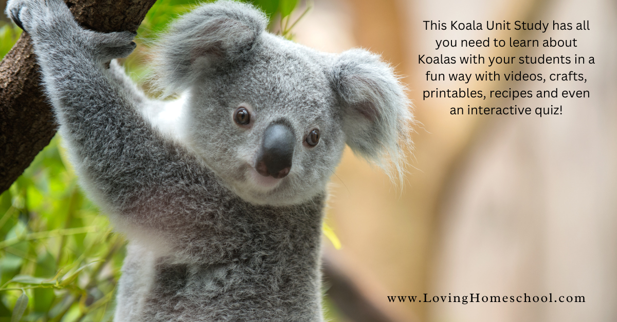 Koala Unit Study - LovingHomeschool.com