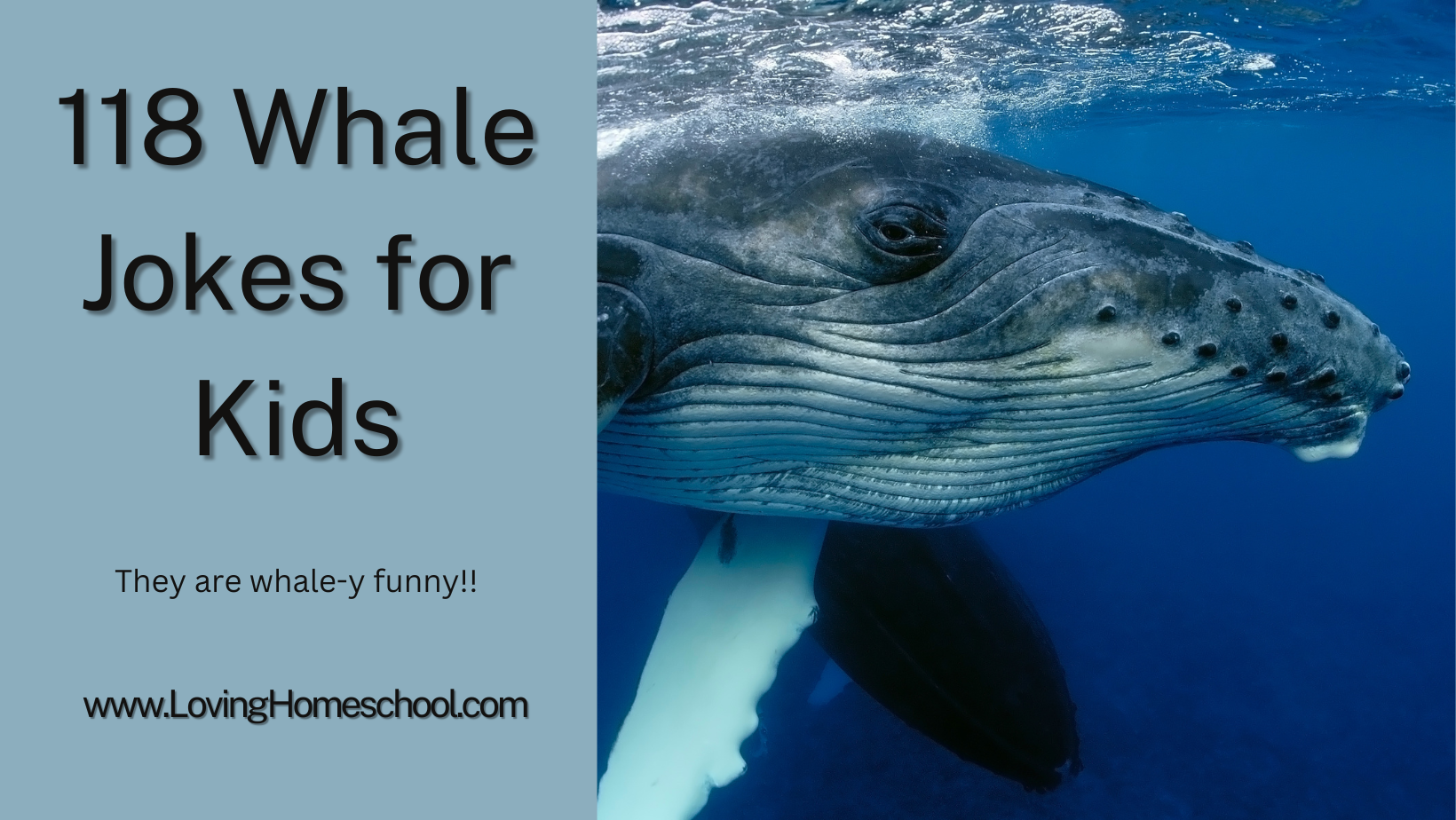 118 Whale Jokes for Kids - LovingHomeschool.com