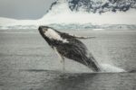 Whale Unit Study - LovingHomeschool.com