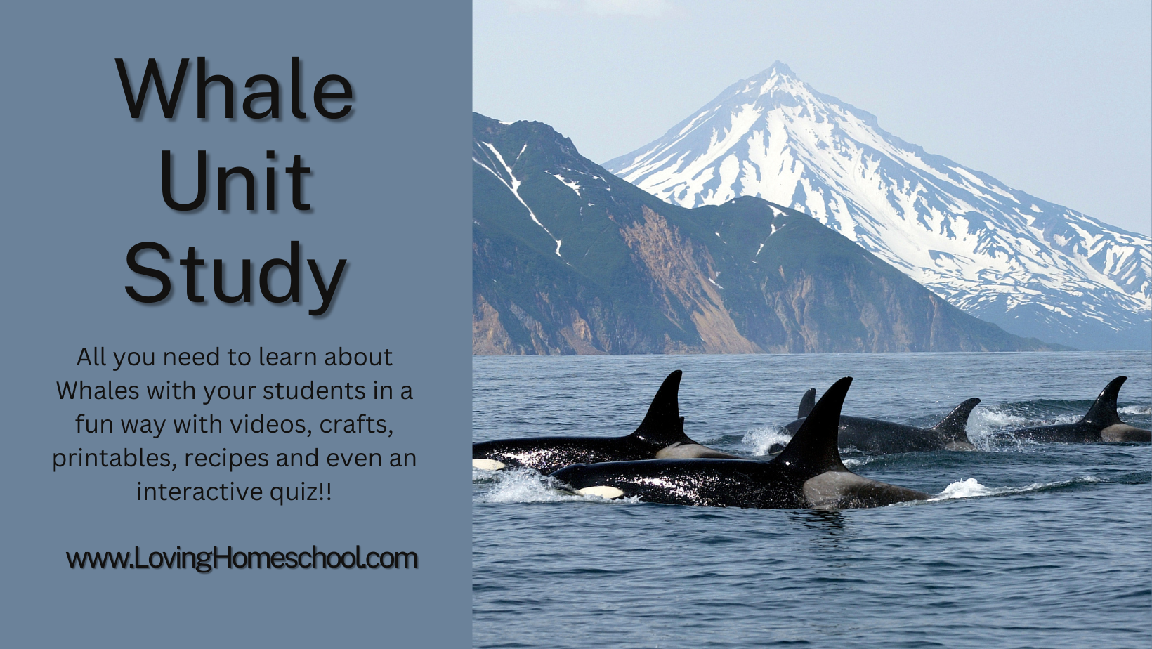 Whale Unit Study - LovingHomeschool.com