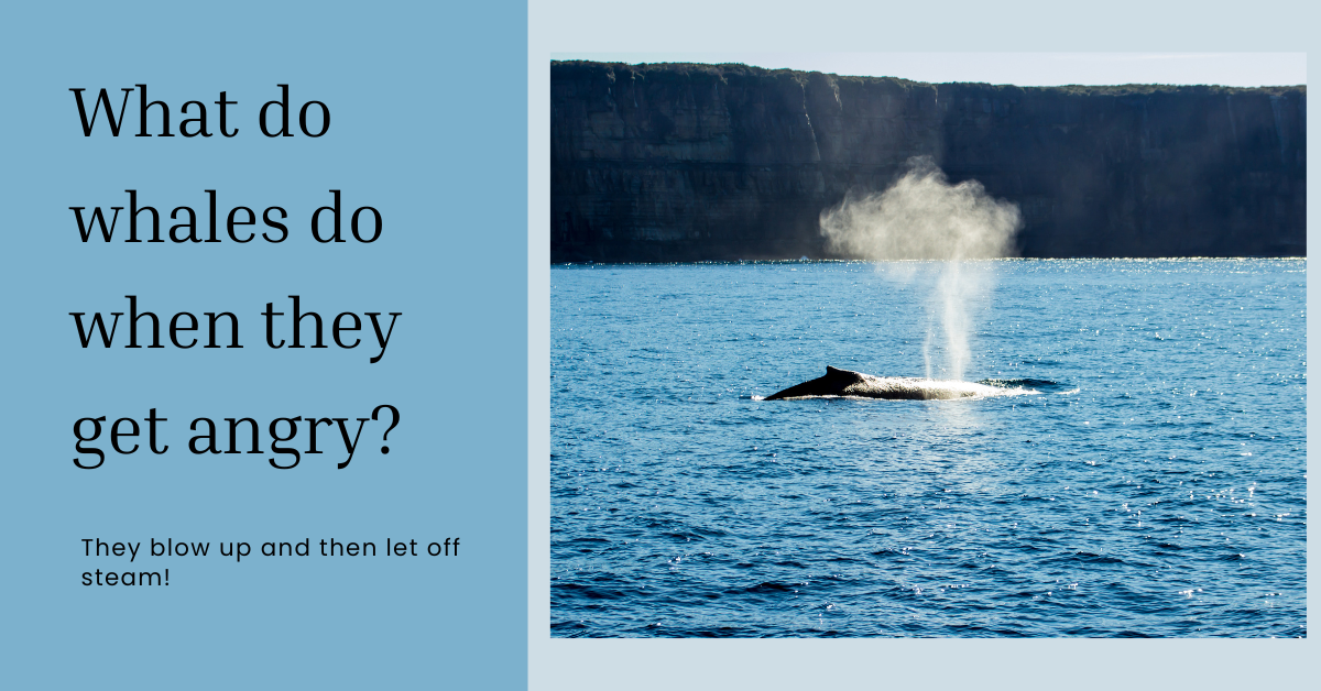 118 Whale Jokes for Kids - LovingHomeschool.com