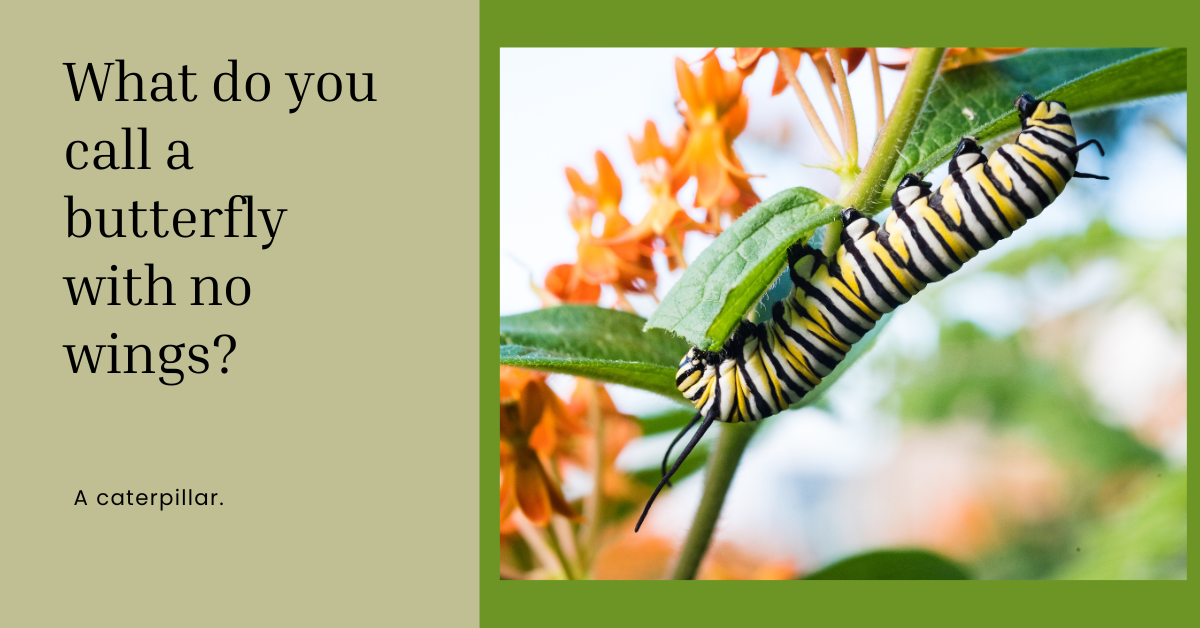 148 Butterfly Jokes for Kids - LovingHomeschool.com