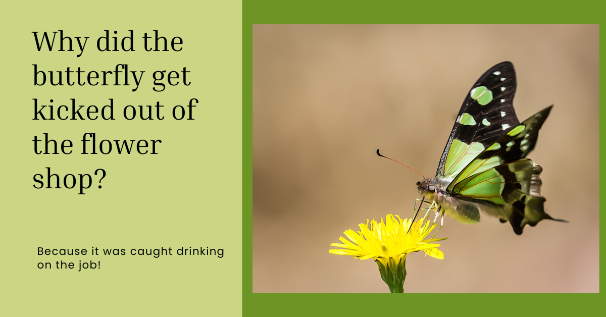 148 Butterfly Jokes for Kids - LovingHomeschool.com