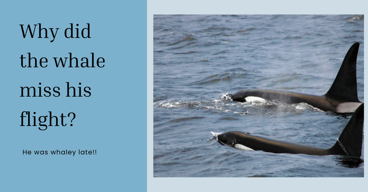 118 Whale Jokes for Kids - LovingHomeschool.com