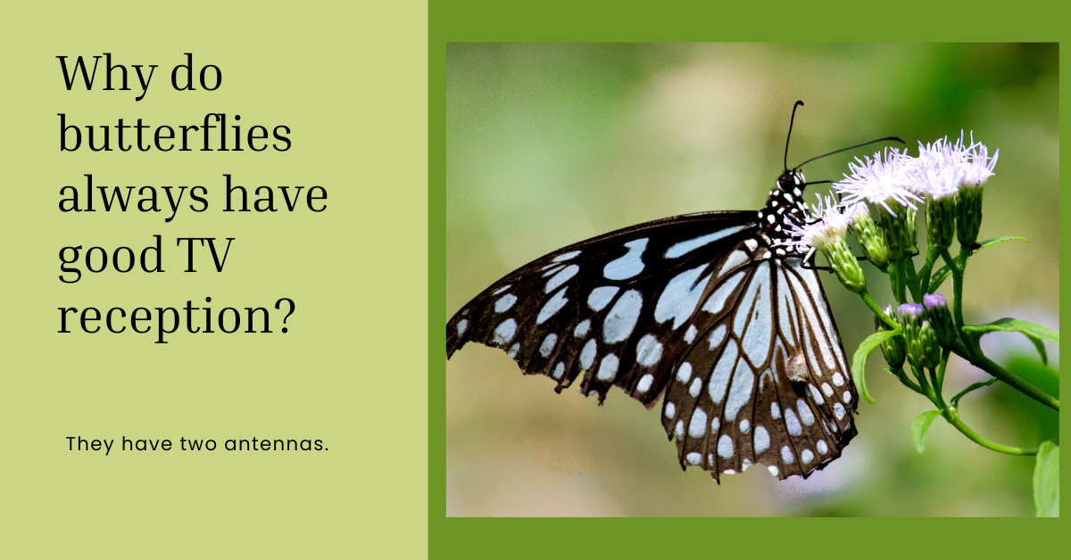 148 Butterfly Jokes for Kids - LovingHomeschool.com