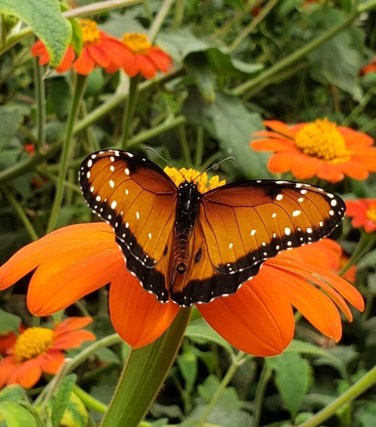 Butterfly Unit Study - LovingHomeschool.com