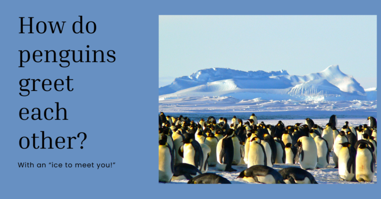 84 Penguin Jokes for Kids - LovingHomeschool.com