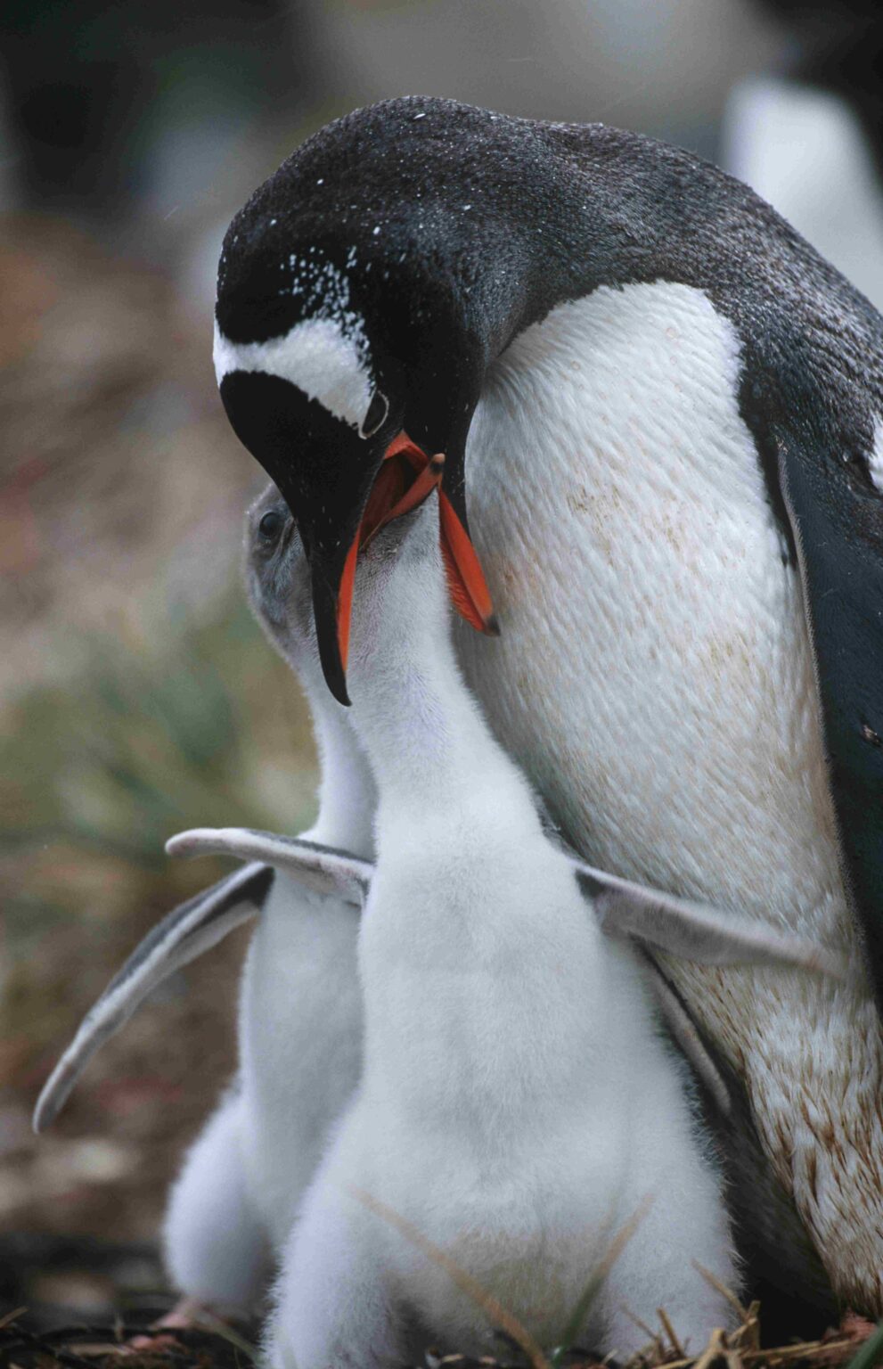 Penguin Unit Study - LovingHomeschool.com