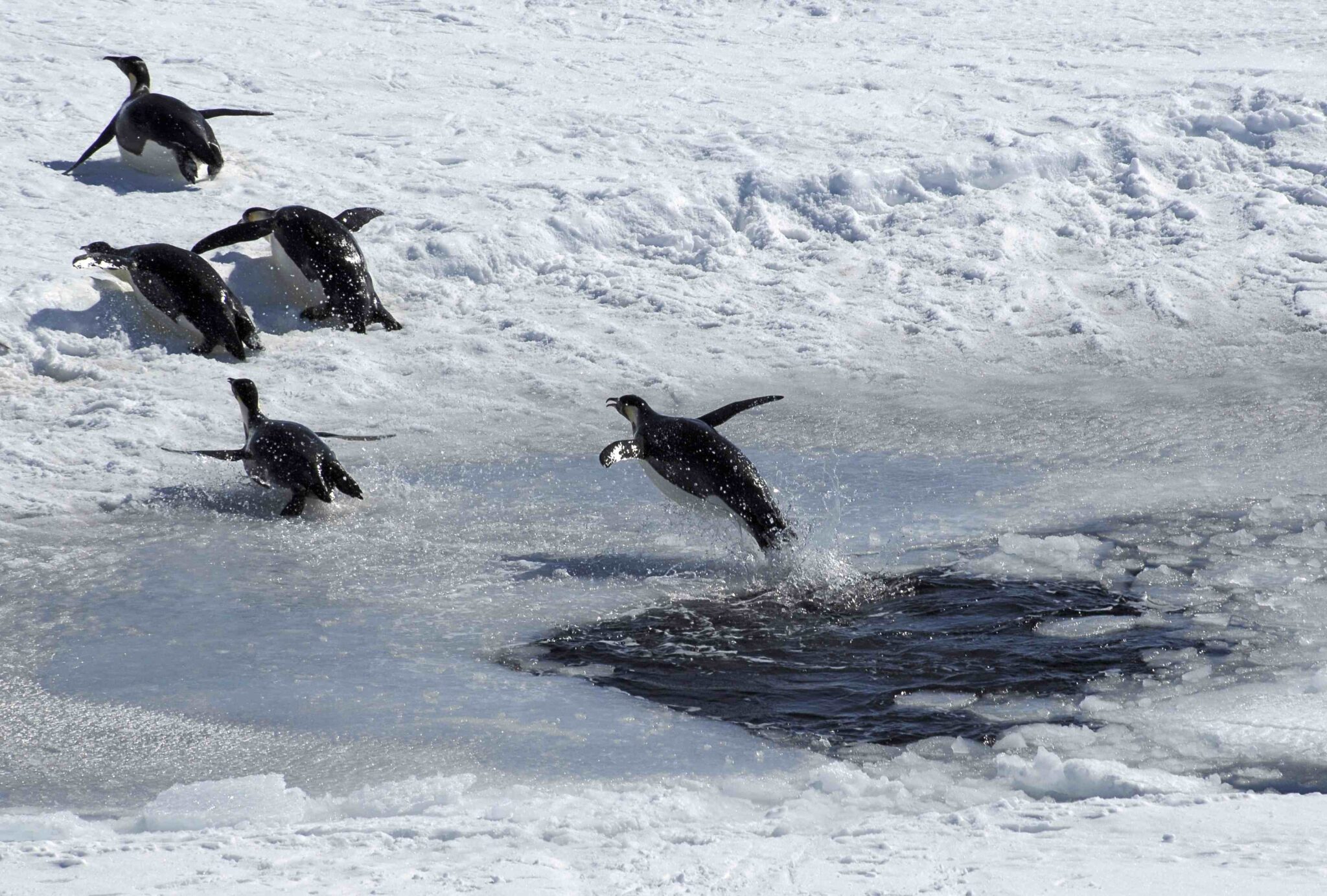 Penguin Unit Study - LovingHomeschool.com