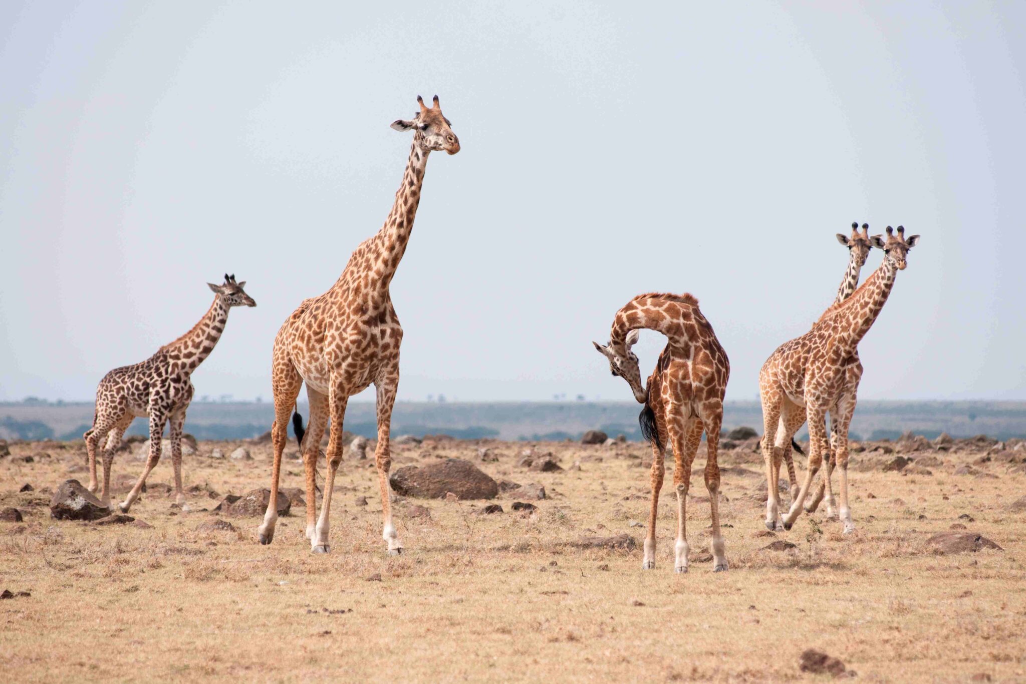 Giraffe Unit Study - LovingHomeschool.com