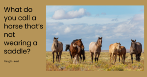 122 Horse Jokes for Kids - LovingHomeschool.com