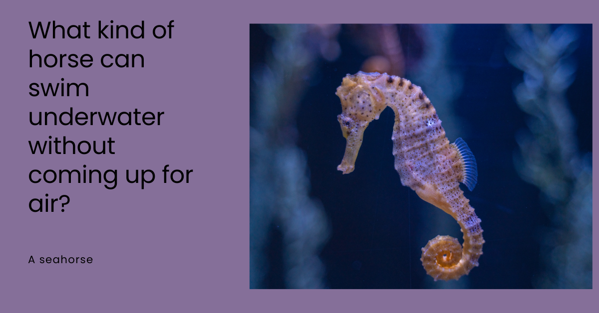 122 Horse Jokes for Kids - LovingHomeschool.com