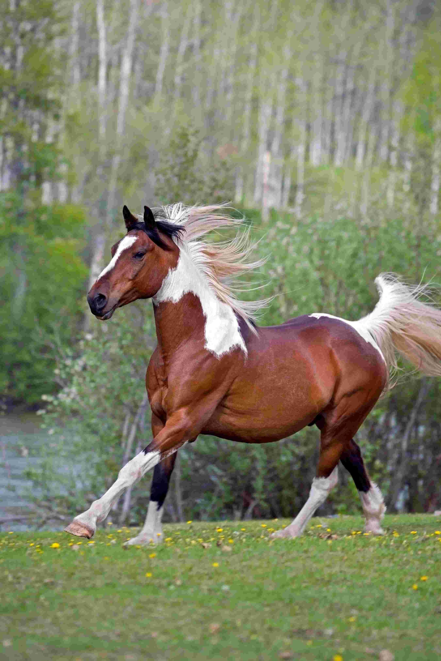 Horse Unit Study - LovingHomeschool.com