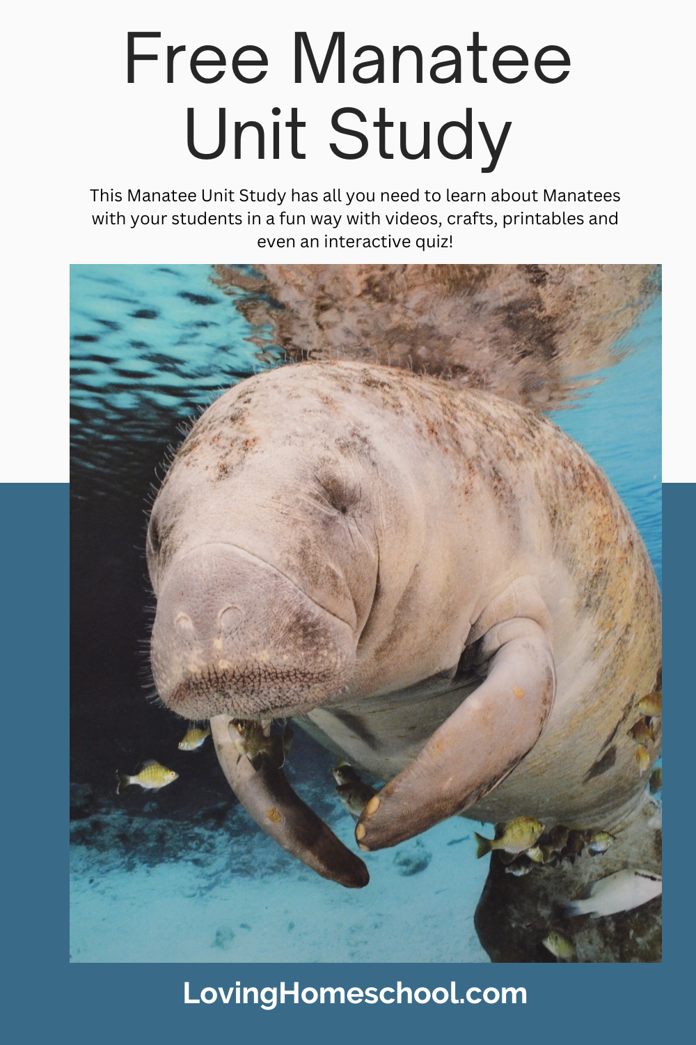 Free Manatee Unit Study - LovingHomeschool.com