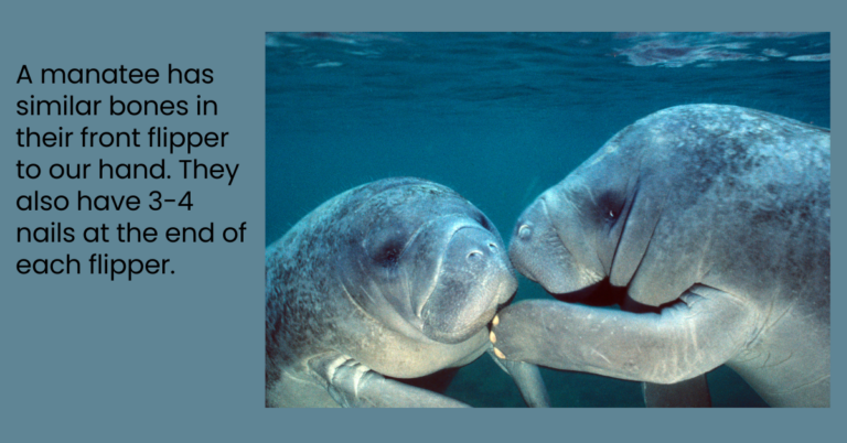 Free Manatee Unit Study - LovingHomeschool.com