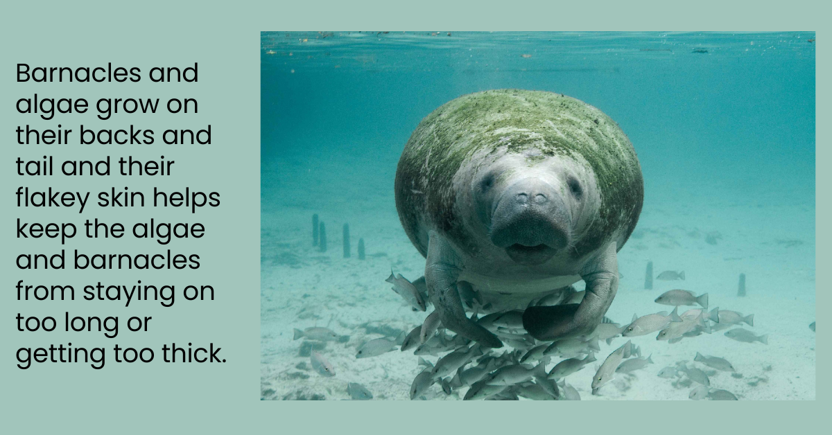 Free Manatee Unit Study - LovingHomeschool.com