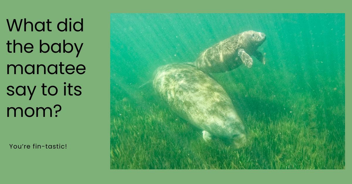 132 Manatee Jokes - LovingHomeschool.com