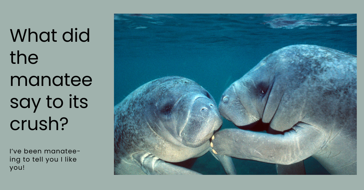 132 Manatee Jokes - LovingHomeschool.com